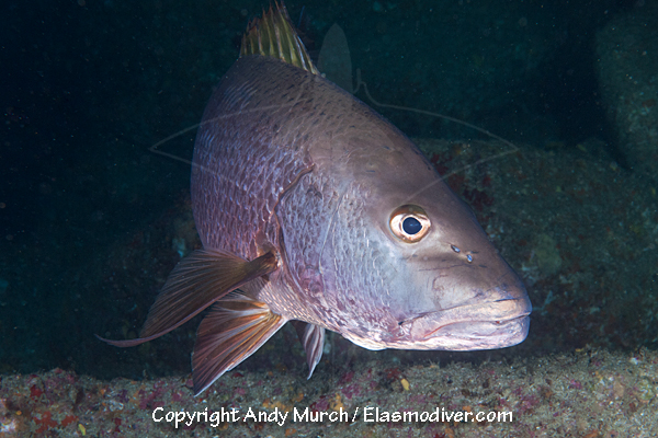 Whipper Snapper Pictures - images of Lutjanus jordani